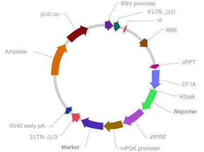 Lentivirus Pseudotyped with Coronavirus S Protein | VectorBuilder